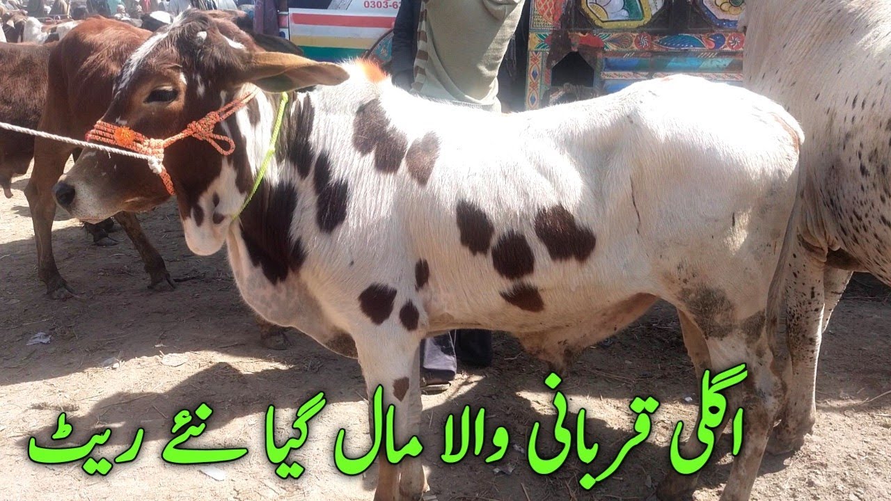 Fresh mandi update Subscribe Super tv farming - YouTube