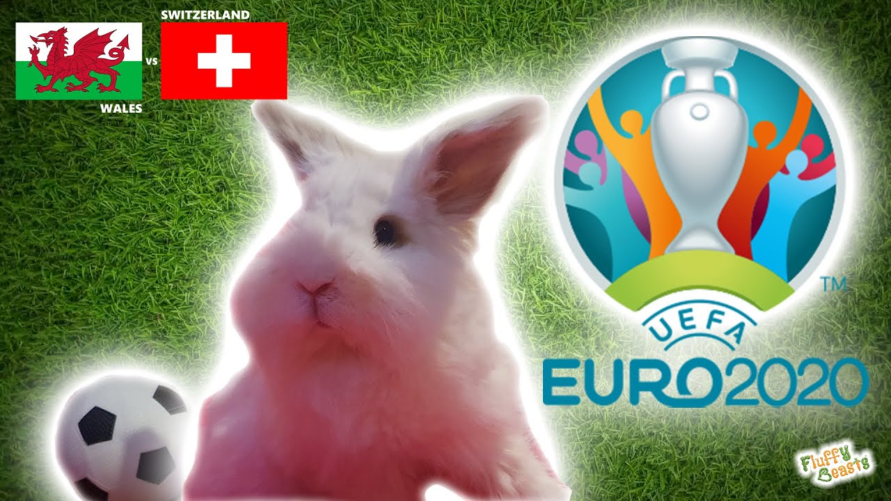 UEFA Euro 2020 | Wales vs Switzerland | Bunny Rabbit Football Soccer ...