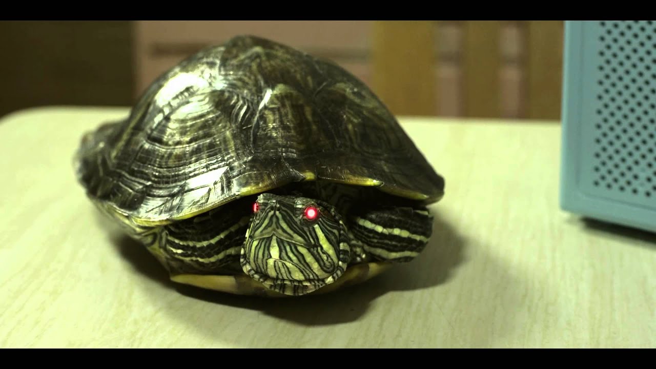 Jolly Rancher Crunch & Chew - TURTLE - YouTube