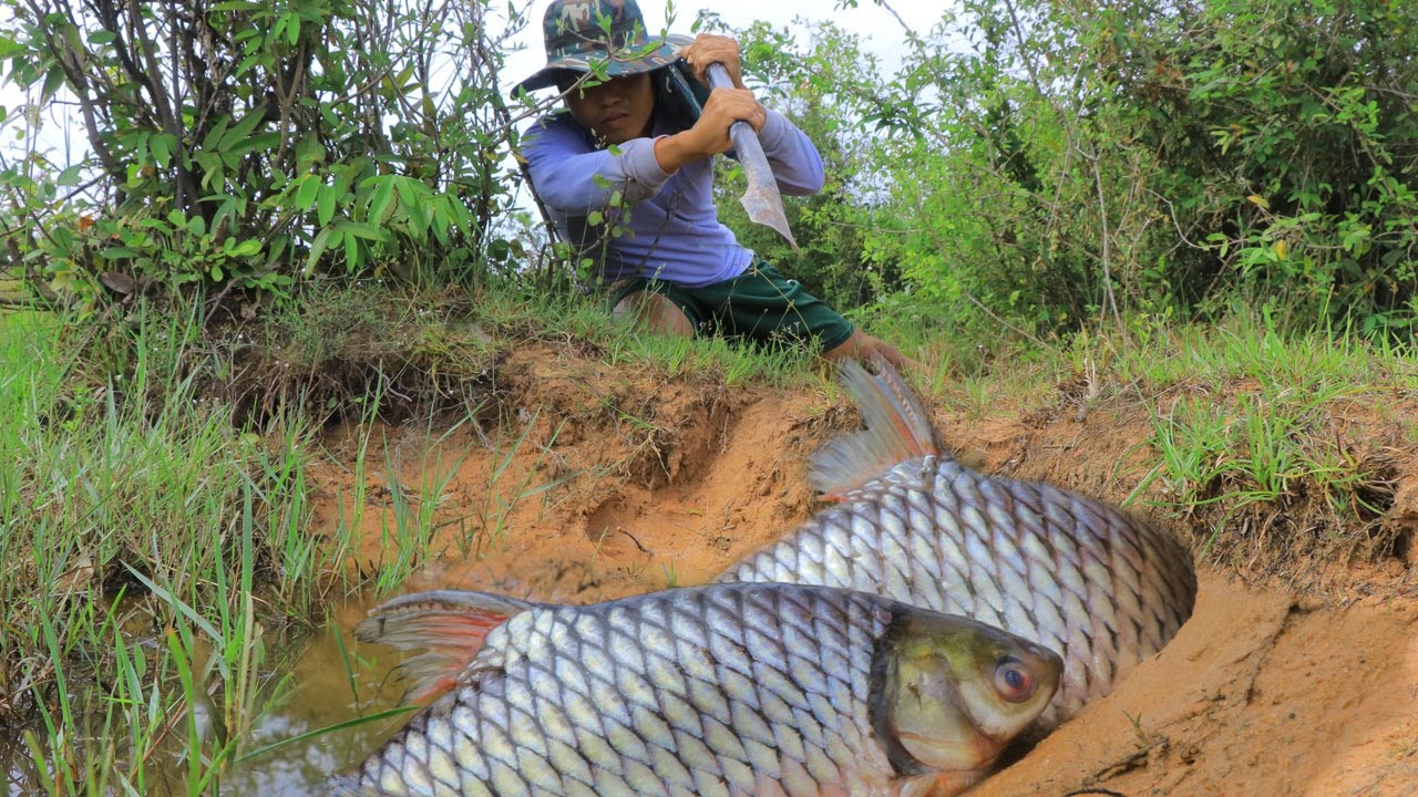 Fishing Exciting Traditional Boy Big Fishing By Hand in Dry Season.# ...