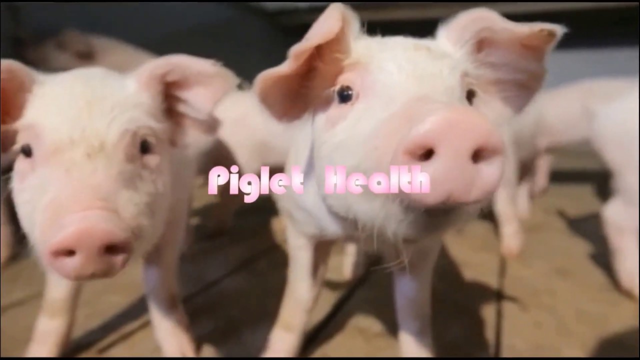 Bile Acids Makes Weak Weaned Piglets Healthy in Ten Days! - YouTube