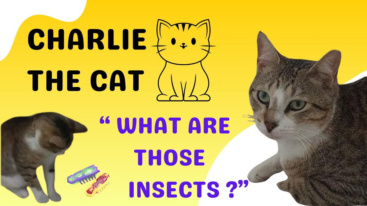 Charlie the Cat - "What are those insects ?" - YouTube