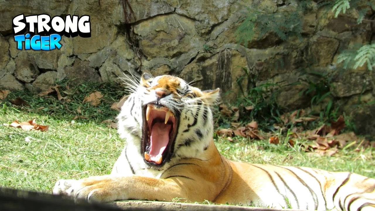 Strong Tiger - YouTube