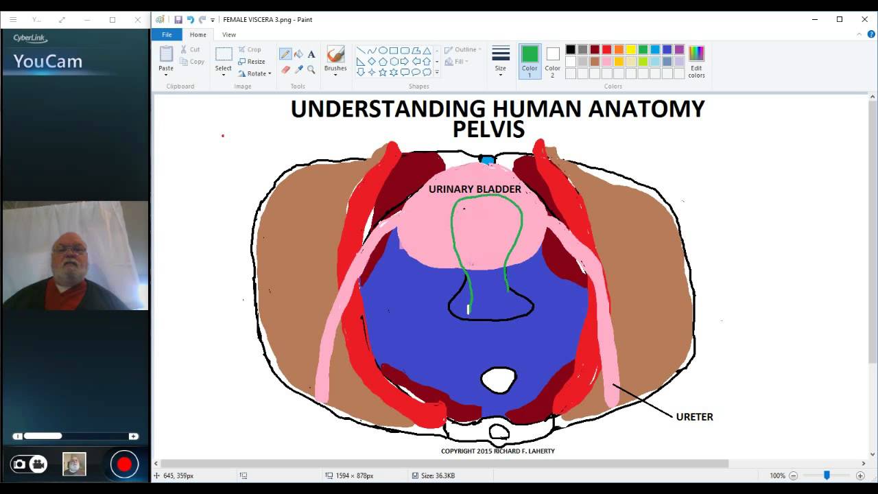 UNDERSTANDING HUMAN ANATOMY-PELVIC CAVITY PART 7 FEMALE PELVIC VISCERA ...