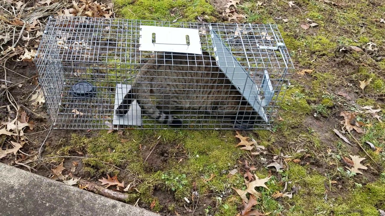 Raccoon trapping at Townhouse Freehold | Morganville NJ 732 698 8387 ...