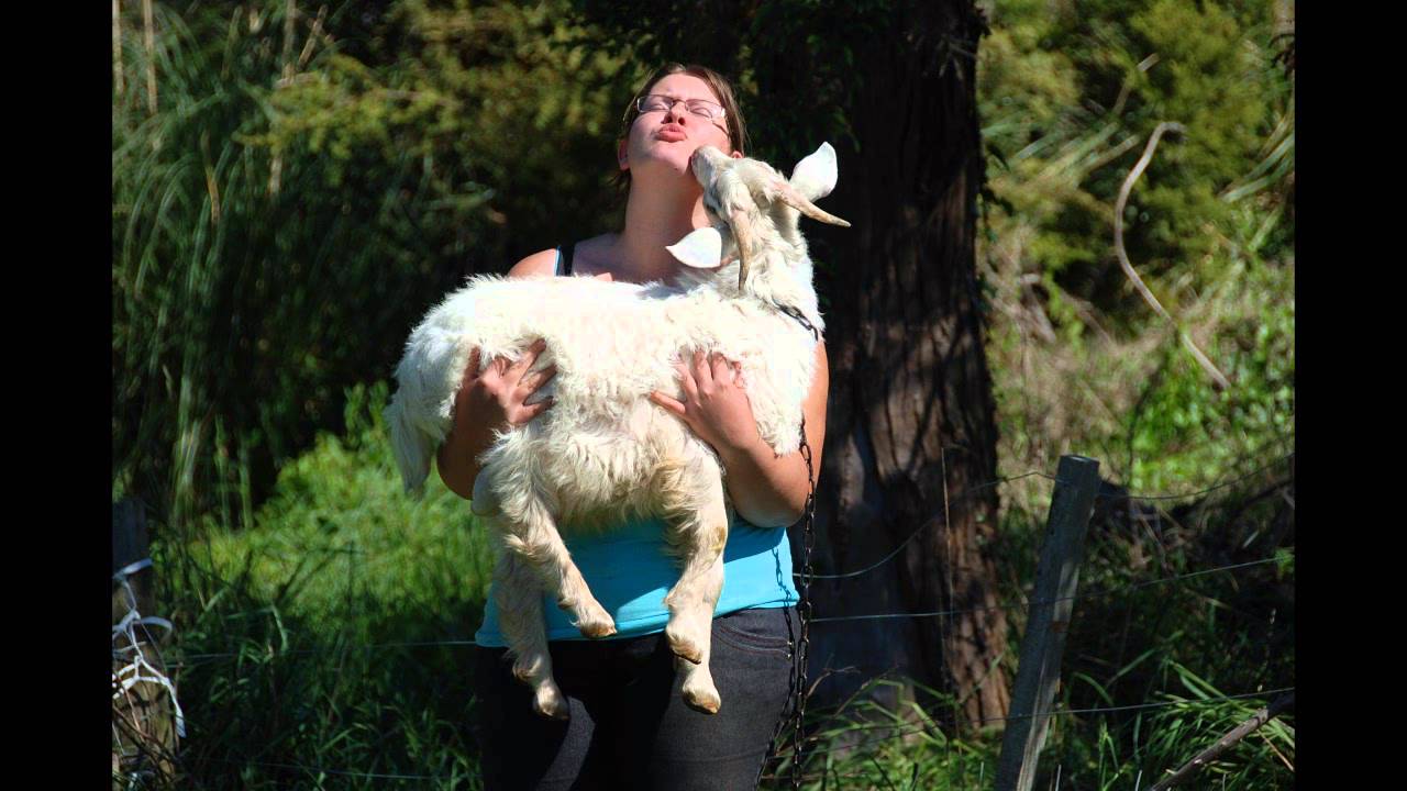 Little Acres Farm Sanctuary - All you need is love - YouTube