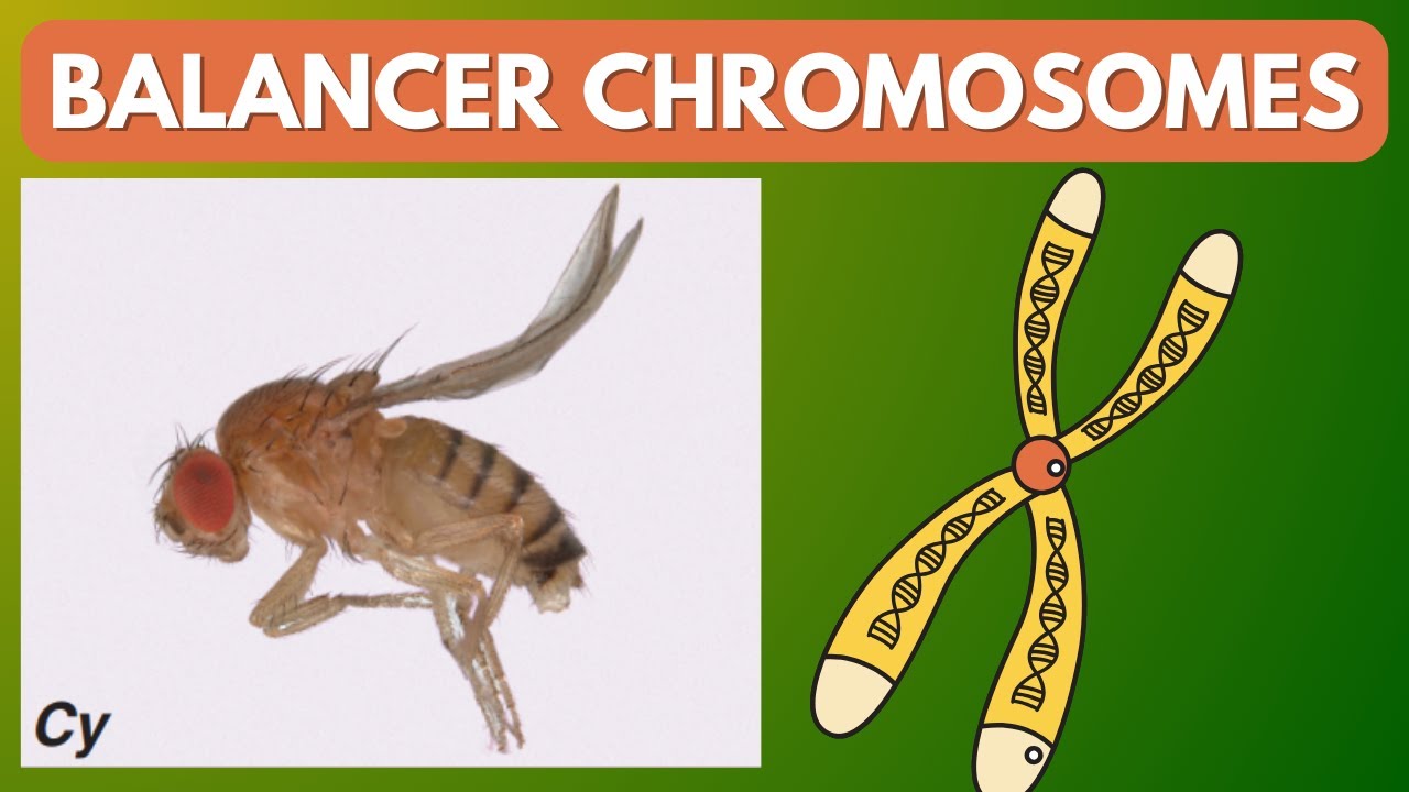 What are Balancer Chromosomes? | Drosophila | Fruit fly | Genetics ...