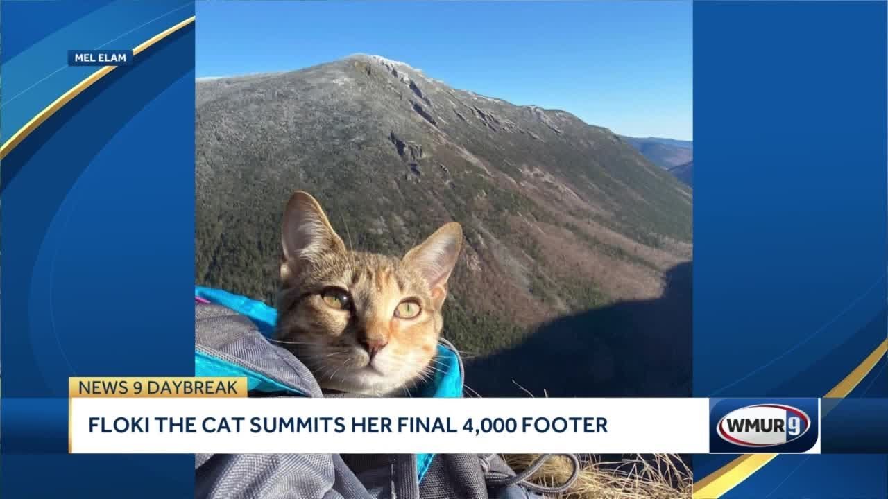 Floki the cat summits her final 4,000 footer in NH - YouTube