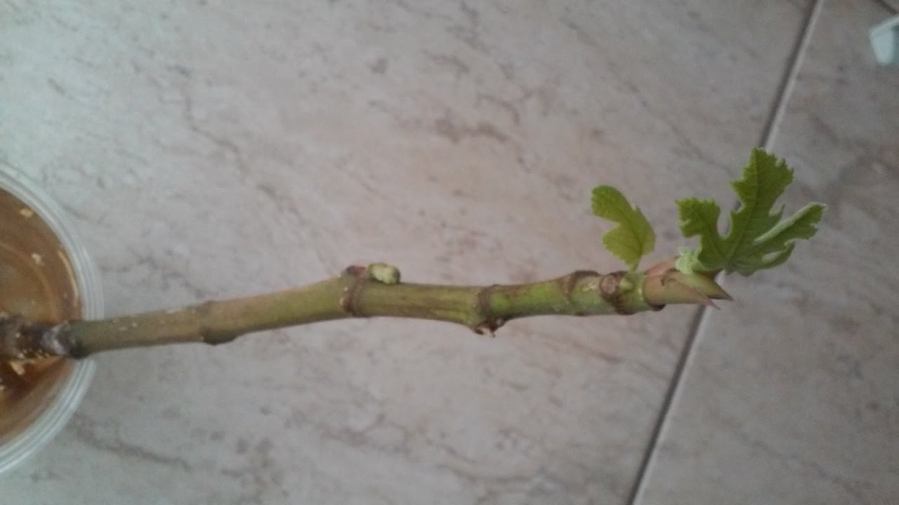 Grow a fig tree from a cutting step by step part1 - YouTube