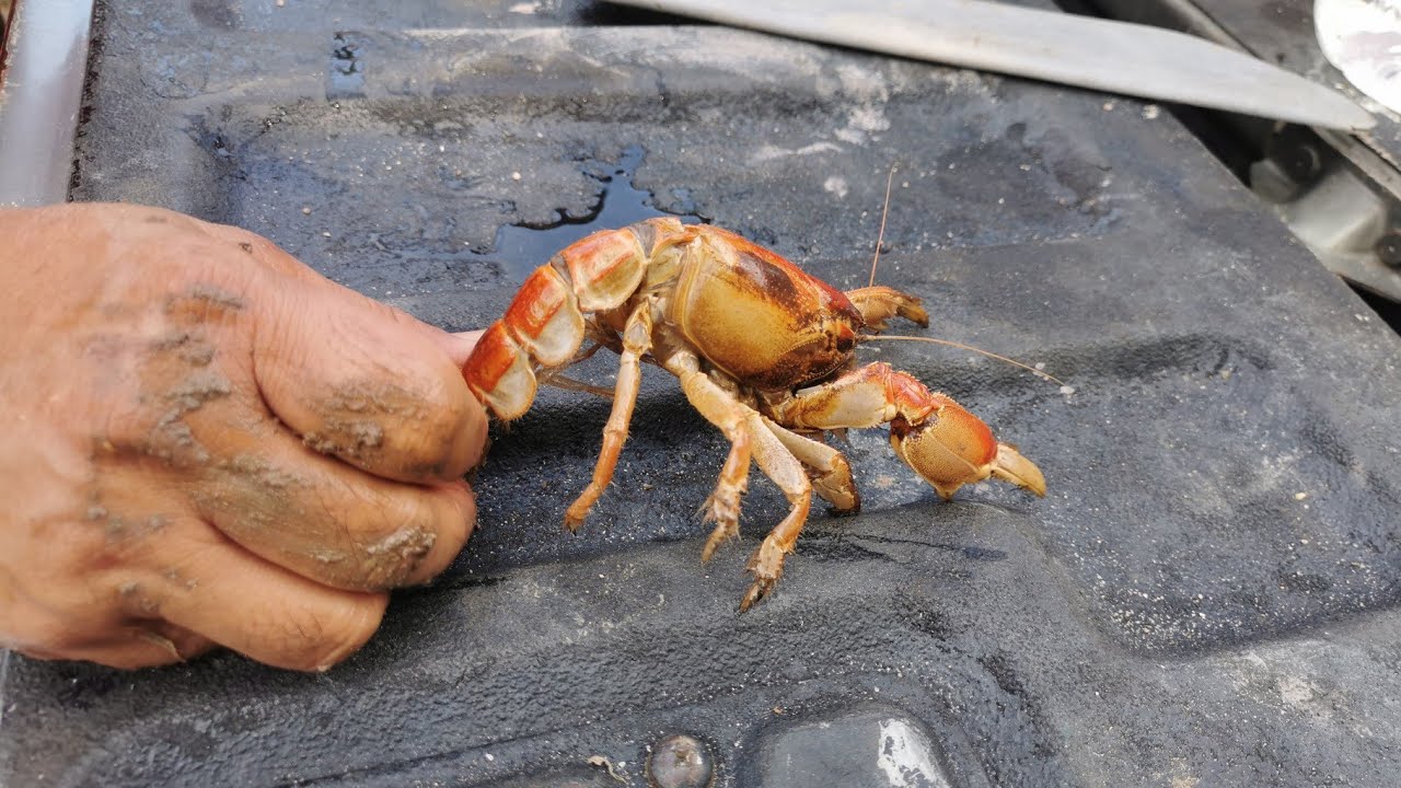 Udang Ketak @Thalassina anomala@ scorpion mud lobster @กุ้งก้าม - YouTube