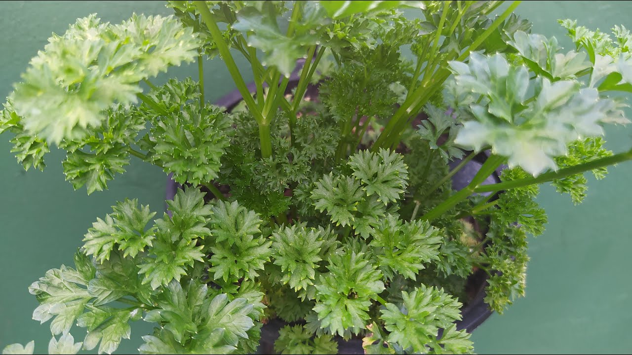 CONHEÇA A SALSA CRESPA E APRENDA COMO PLANTAR E CUIDAR. - YouTube