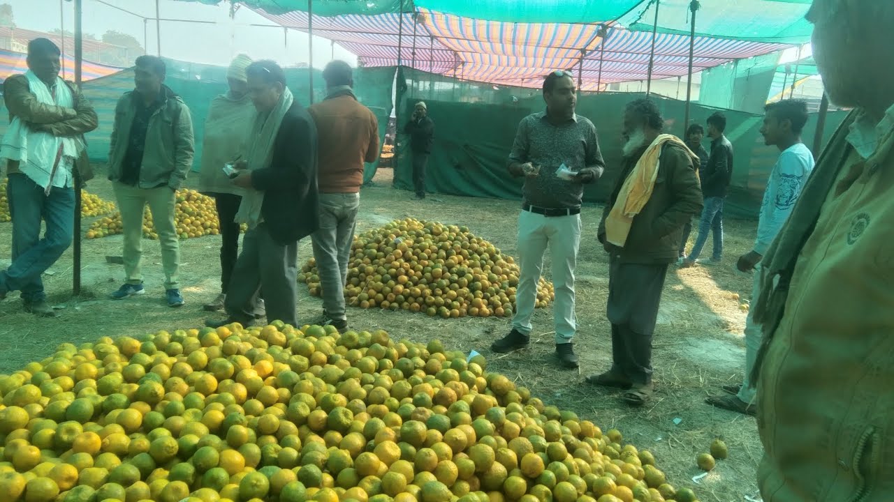 bhawani mandi Rajasthan live संतरा मण्डी बोली भाव में लगातार तेजी 🍊 ...