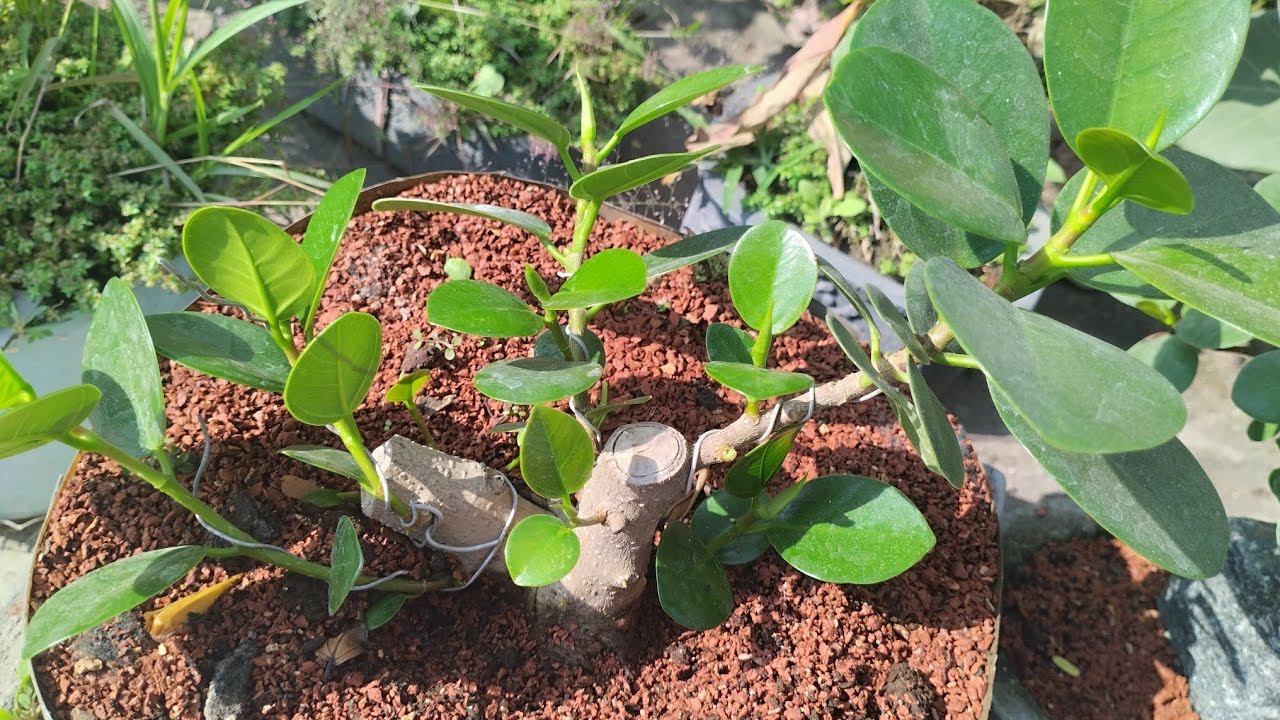 চায়না বট বনসাই কারার জন্য কিছু গুরুত্বপূর্ণ কাজ|| China bot || Ficus ...