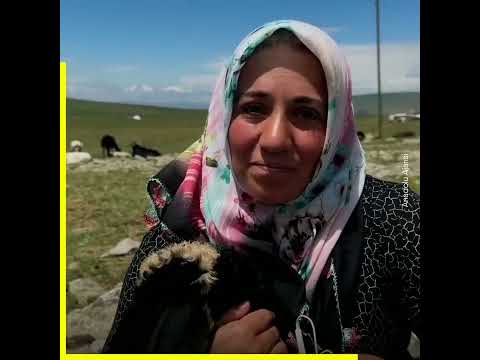 Nargül Avşar devlet desteğiyle havyan sayısını 30'dan 500'e çıkarttı.