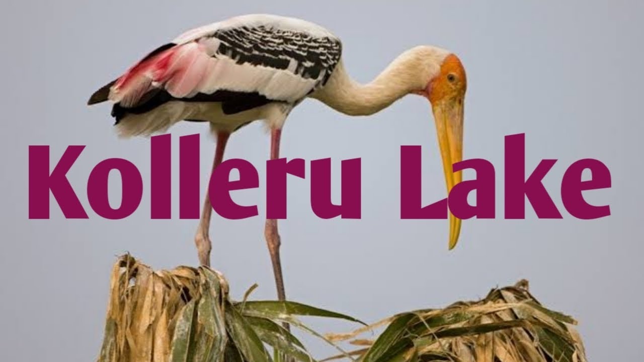 Kolleru lake UPSC | Ramsar sites in India 2023 | Kolleru lake Andhra ...