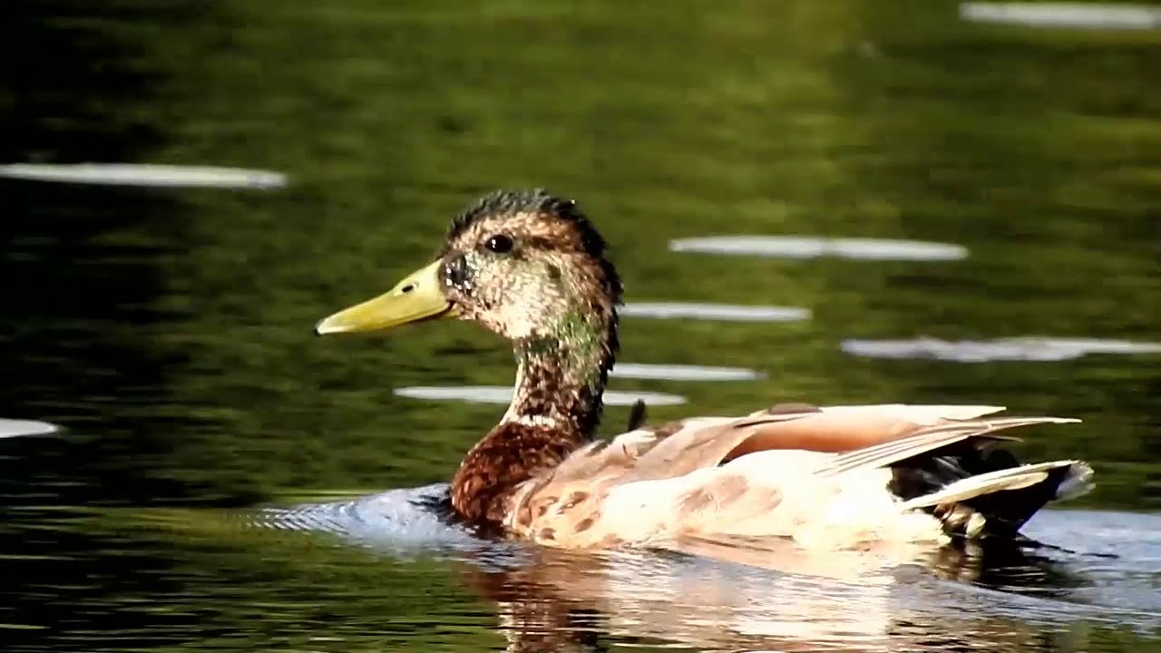 Mallard or Wild Duck male non breeding Anas platyrhynchos 绿头鸭 6 4 18 ...