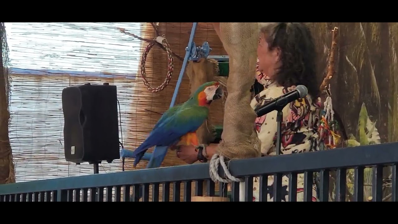Squeaky the parrot 🦜 doing acrobatics | squawk talk bird show - YouTube