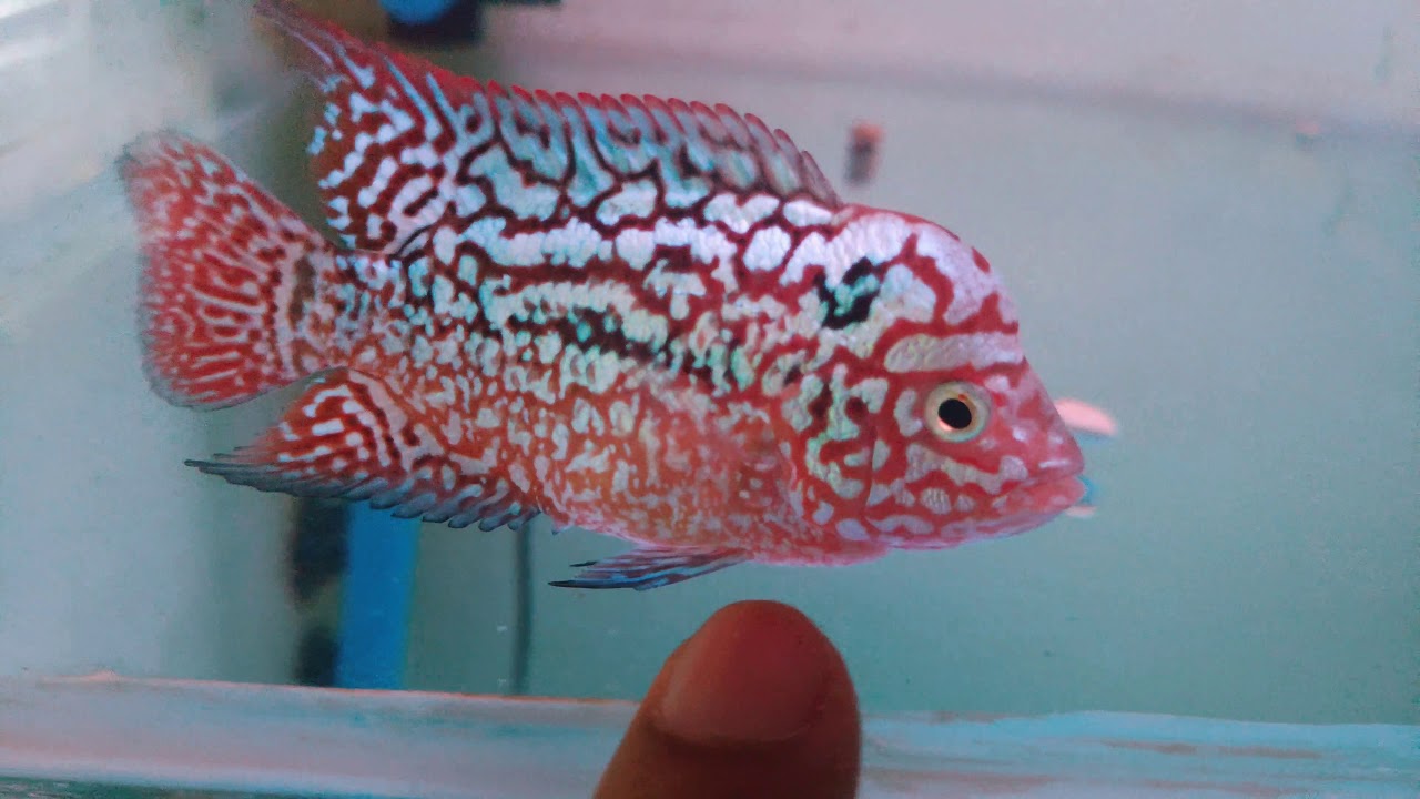 #kamfa #flowerhorn Kamfa F3 VIP - YouTube