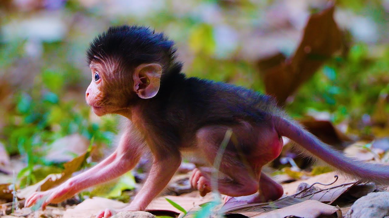 That So Cutest Newborn Baby Monkey Learn Walking With Young Mommy - YouTube