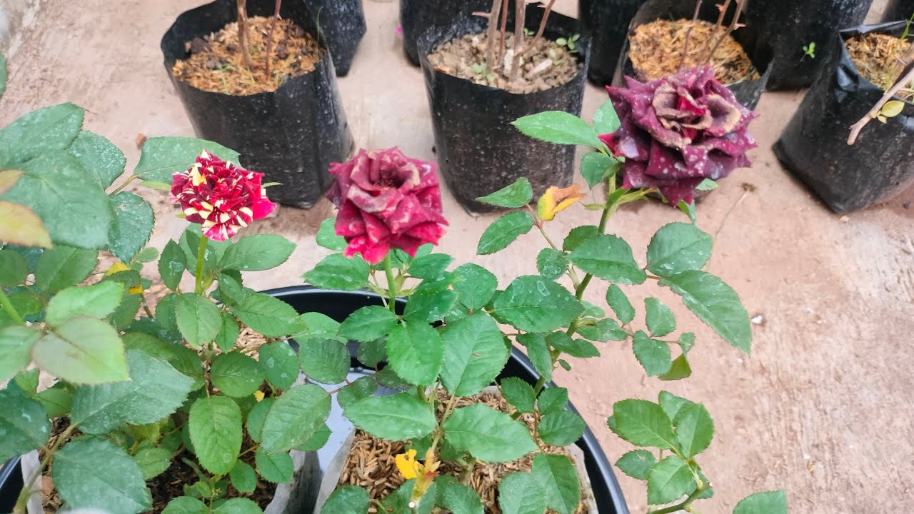 Bunga Mawar Busuk Begini Cara Perawatannya - YouTube