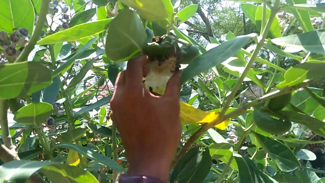 Appooppanthadi - YouTube