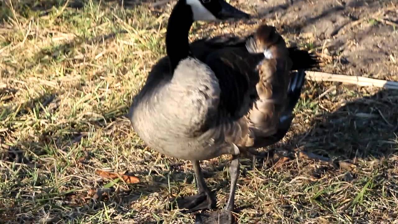 Crazy Canadian- My Canadian Goose Rescue - YouTube