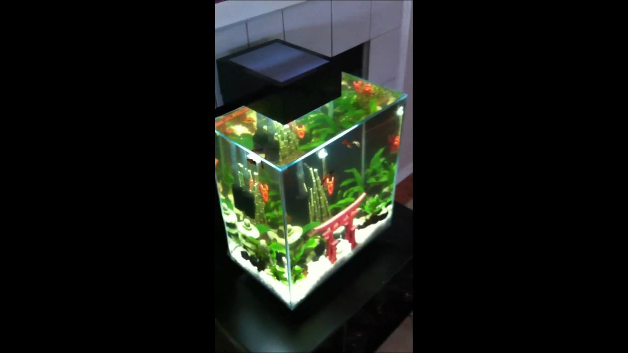 Fluval edge 12 gallon - 2nd month - YouTube
