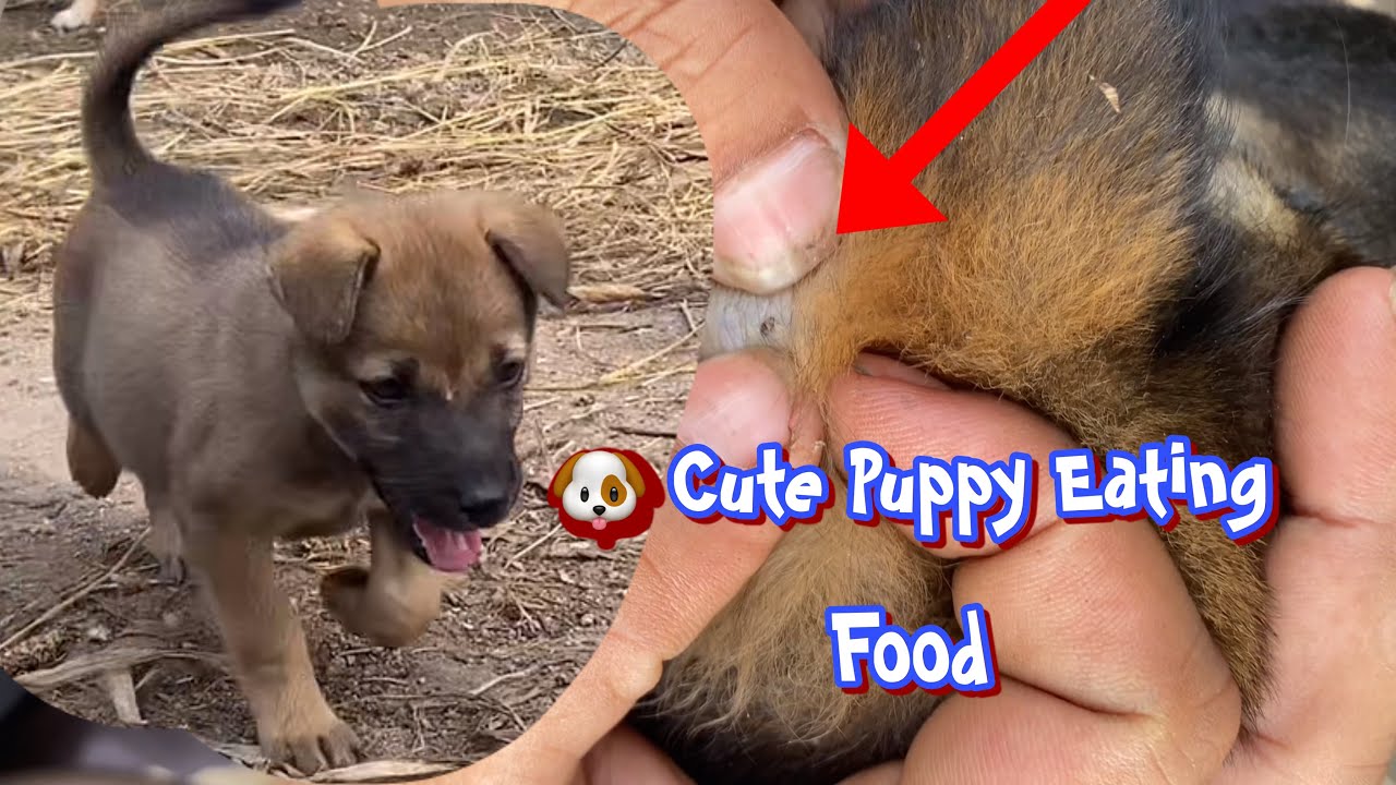 🐶 Cute Puppy Eating Food – So Adorable! ️ - YouTube