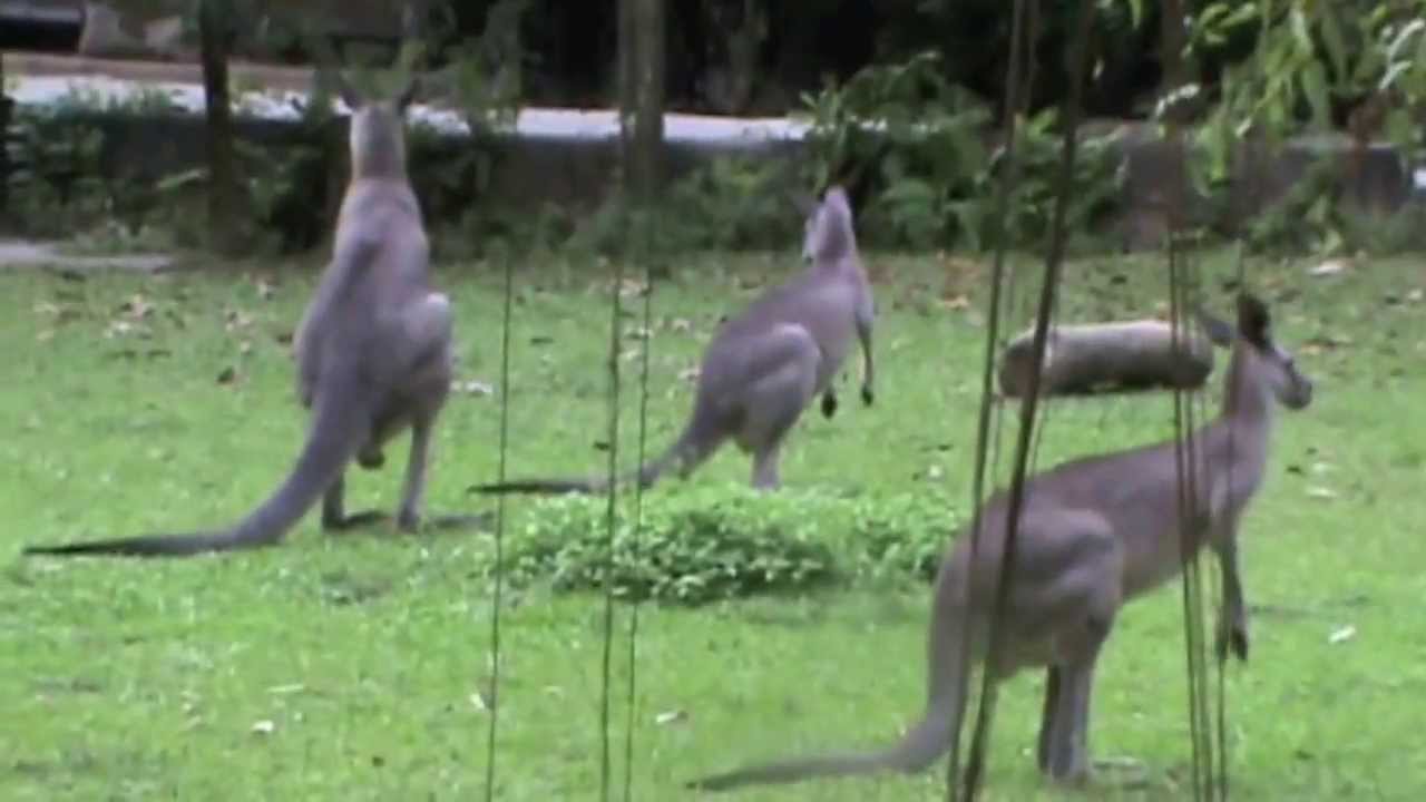 Singapore zoo kangaroo race - YouTube