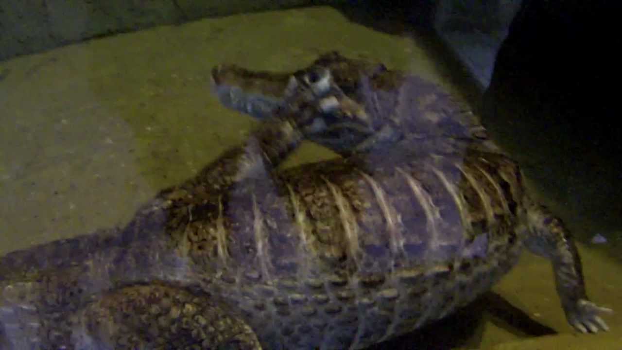 The Alligator (Kimodo Dragon) Moves! - YouTube