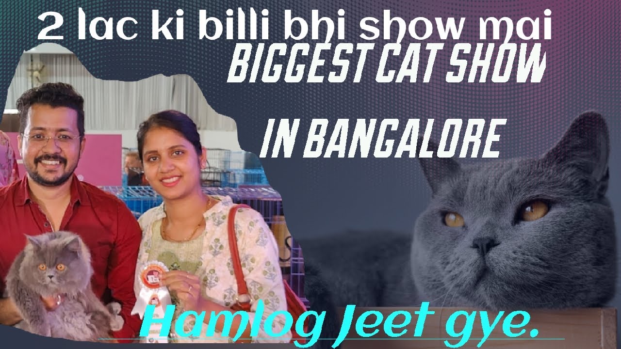Bangalore ka sabse bada cat and dog show | hamlog Jeet gye #viral #cat ...