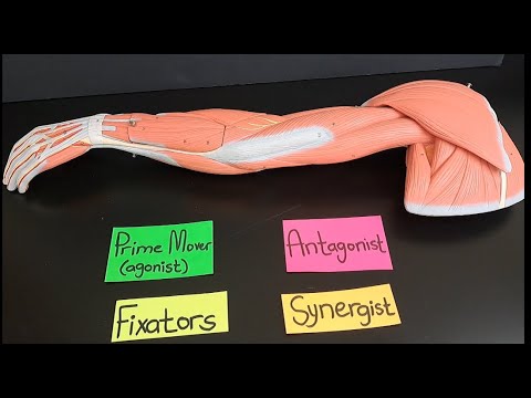 Fixator Muscles: Unlock Your Body's Hidden Stabilizers! (Guide ...