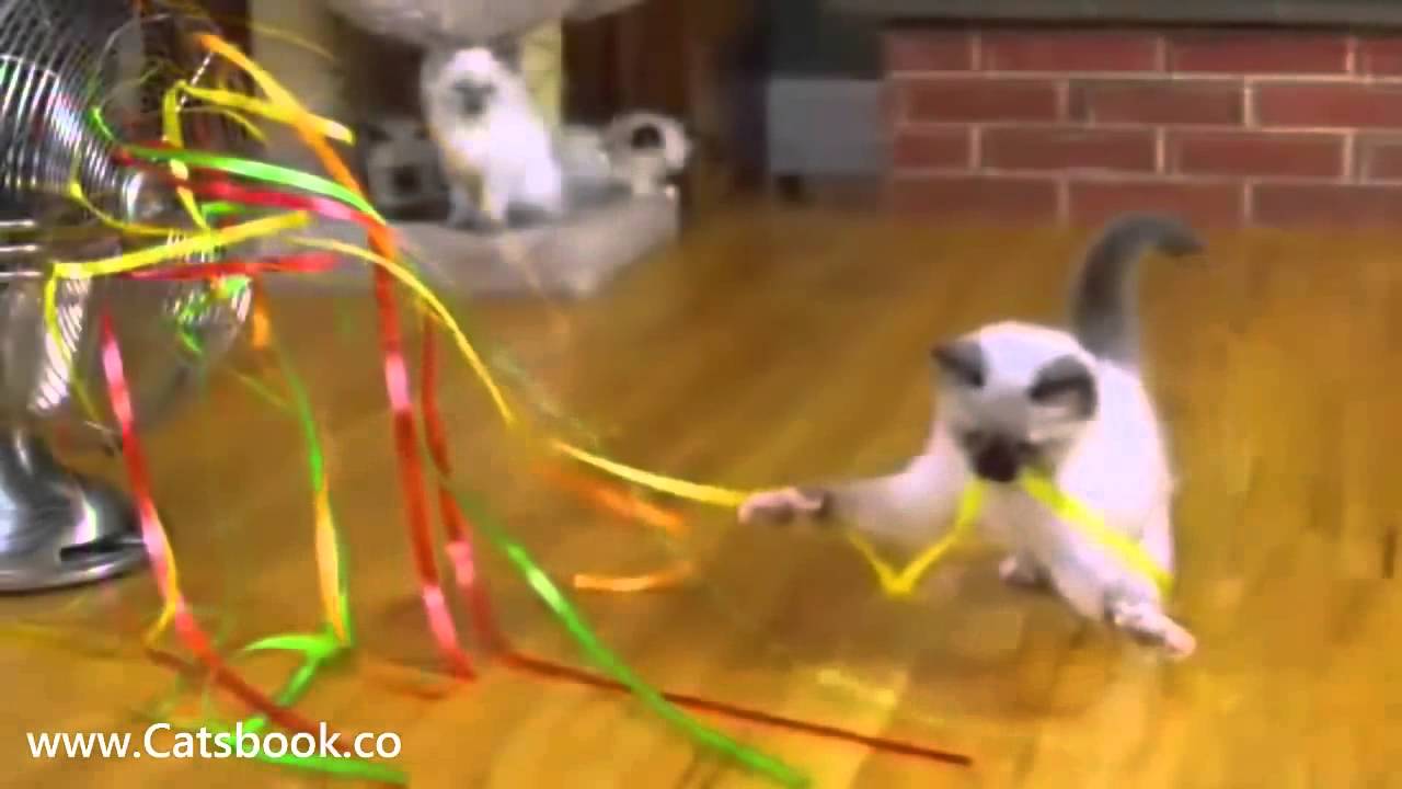 Funny Cute Kittens (Ragdoll Kitten) - YouTube