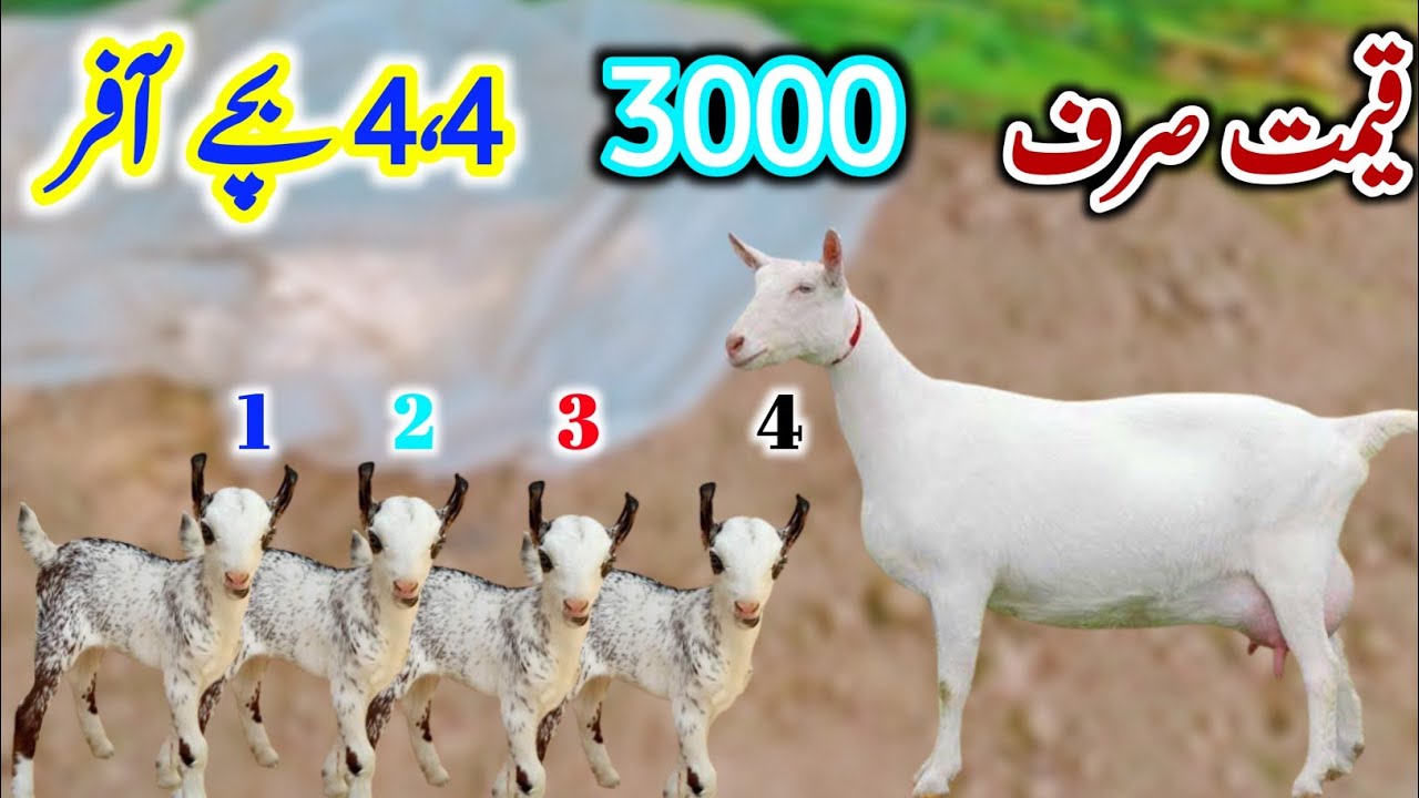 4,4 baccho Wale Gulabi teddy bakriyan /4,4 kids Rusi Tadi Barbari Goats ...