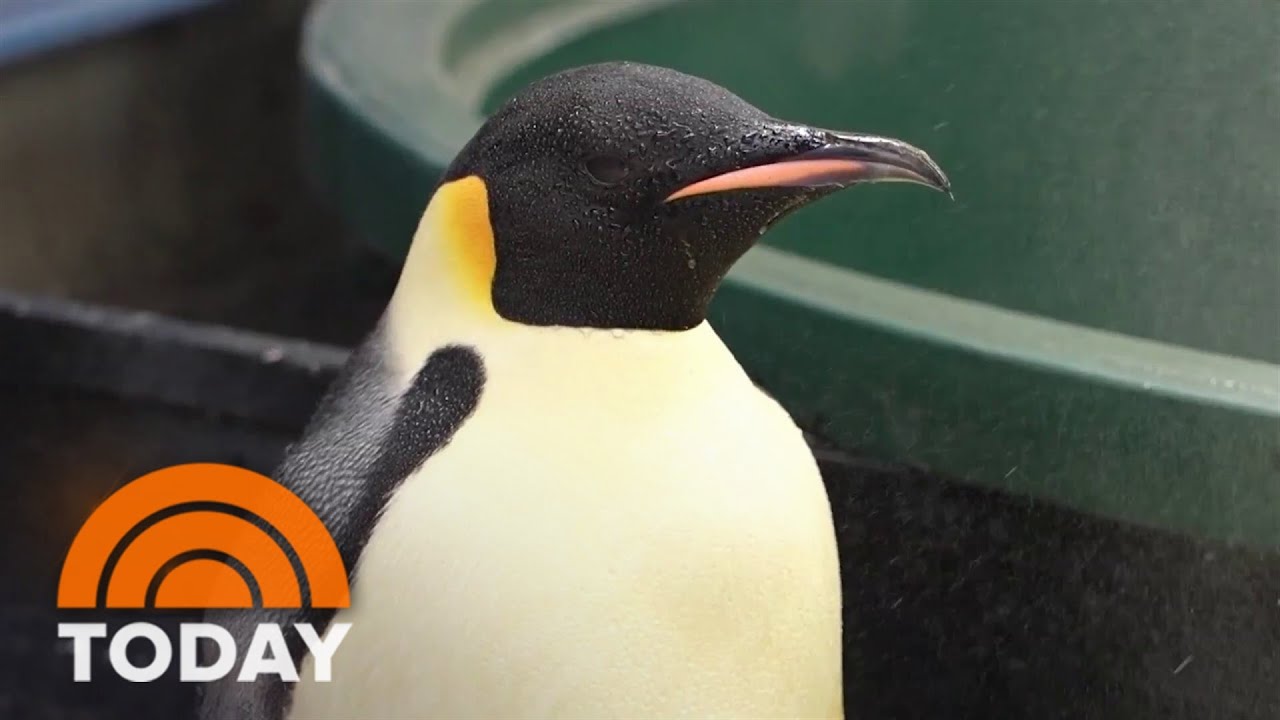 Emperor penguin found in Australia for the first time in history - YouTube