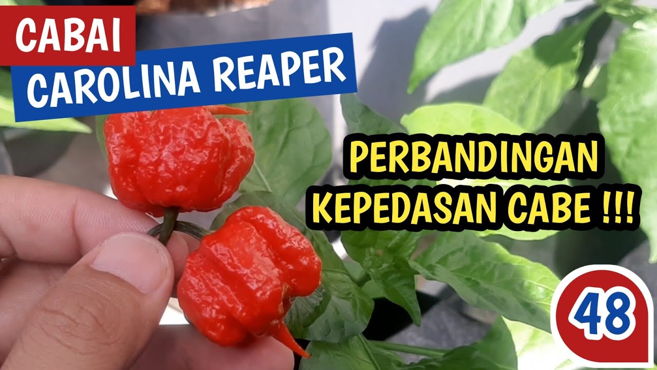 Eps 48 : Cara Menanam Cabe Carolina Reaper Series Red 🔥 PERBANDINGAN ...