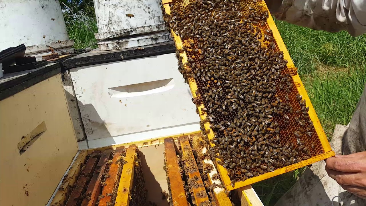 Checking your Hive - YouTube