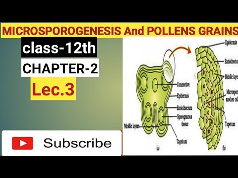 # MICROSPOROGENESIS # and pollens grains ||NCERT#class 12th # lecture-3 ...