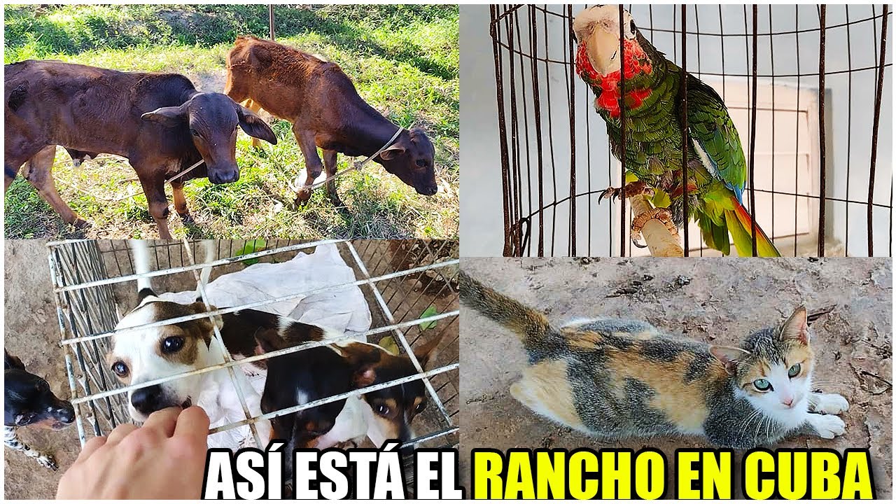 ASÍ ESTÁ el RANCHO de la FAMILIA ZACETA en CUBA. TENEMOS MUCHOS ...