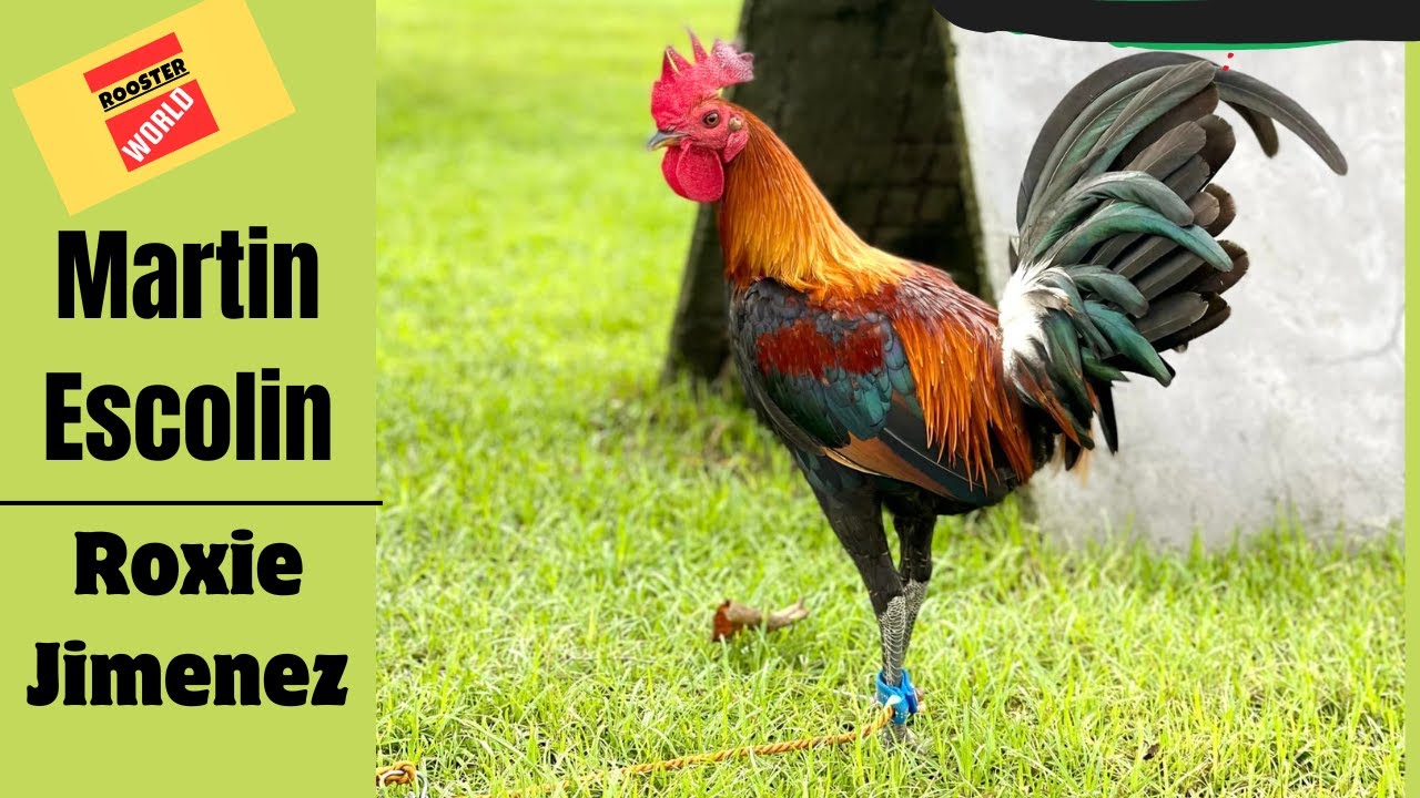 𝐈𝐆𝐅 𝟐𝟎𝟐𝟓 | 𝐌𝐚𝐫𝐭𝐢𝐧 𝐄𝐬𝐜𝐨𝐥𝐢𝐧 | 𝐑𝐨𝐱𝐢𝐞 𝐉𝐢𝐦𝐞𝐧𝐞𝐳 - YouTube