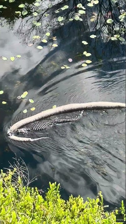 Alligator Seen Dragging Enormous Python in Florida's Everglades - YouTube