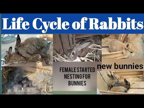 life cycle of rabbit | nesting for bunnies | how to keep rabbit in ...