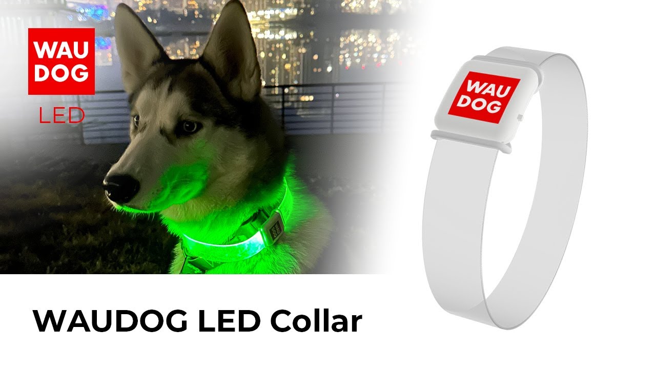 WAUDOG LED dog collar with lighting - YouTube
