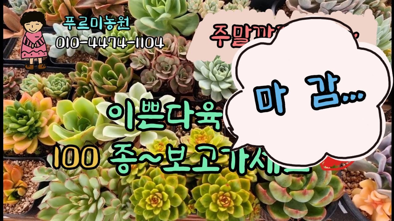 주말 깜짝영상🤗 다육이100종~ 🌼🌸🍀다육농장 다육구매다육식물반려식물장마비여름휴가바위솔청주다육충북다육대전다육