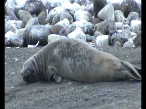 Focas y elefante marino en Isla Pinguino, Antártida - YouTube