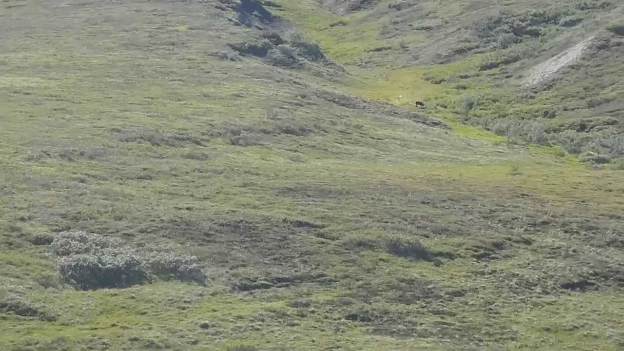Wolf Attacks Caribou in Denali Park DSCN3164 - YouTube