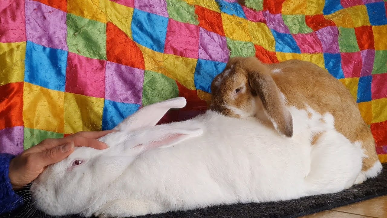 Oops! Bunny starts humping her boyfriend while I'm petting him 😂 - YouTube