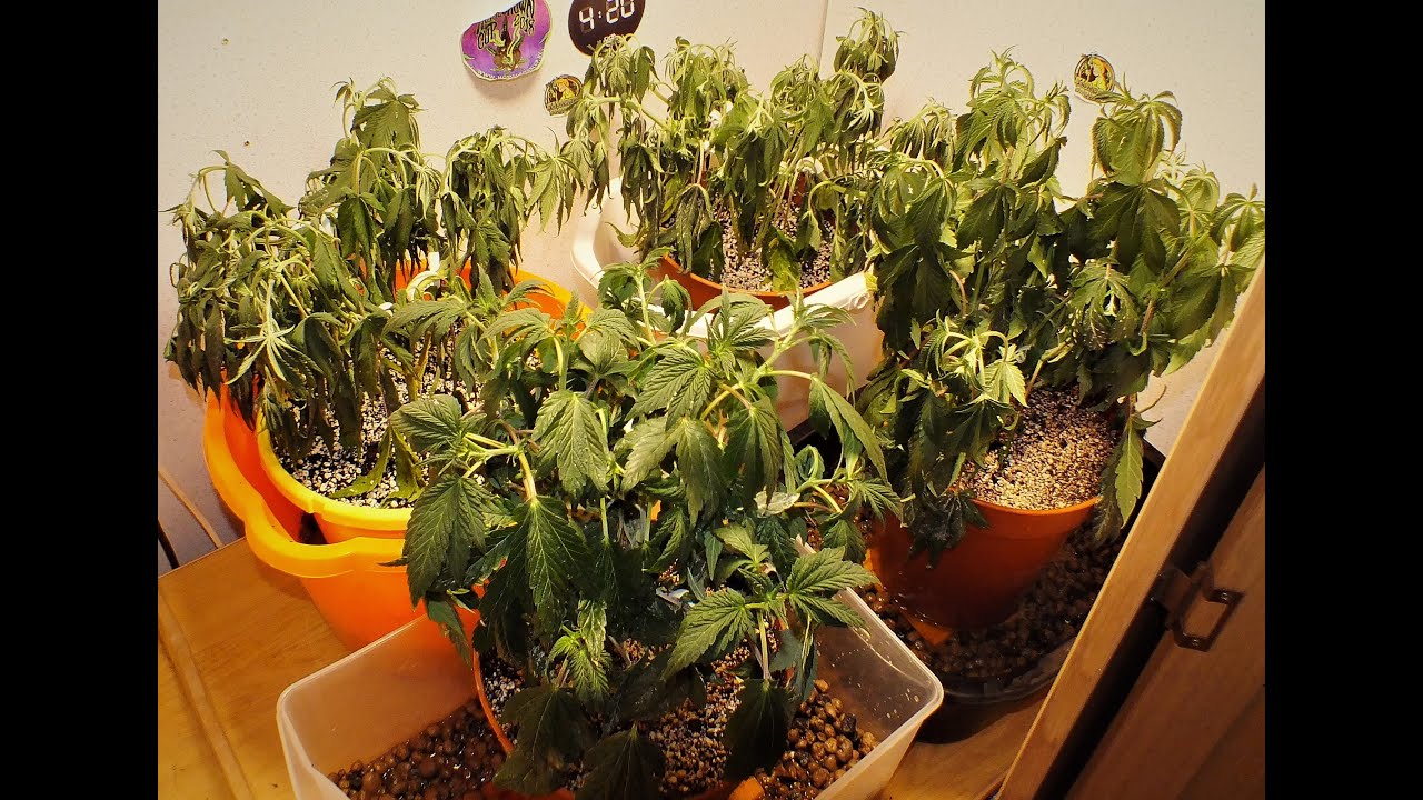 Very dry plants time lapse recovery. ShaggyGrower's Cannavan personal ...