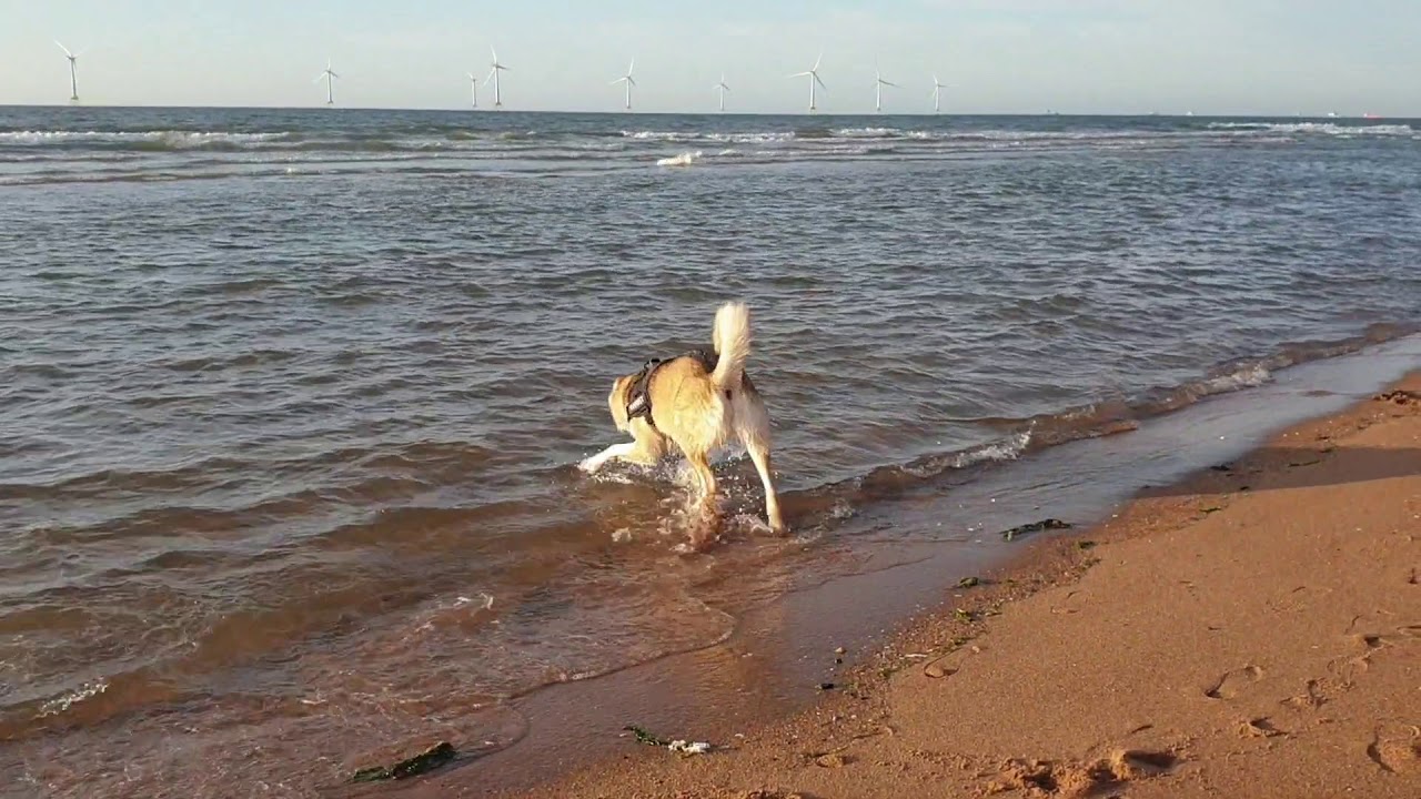 Ghost - Northern Inuit / Direwolf - YouTube