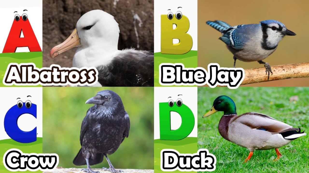 Birds Alphabet Song for Kids | Birds ABC Song | Phonics for Kids | Baby ...